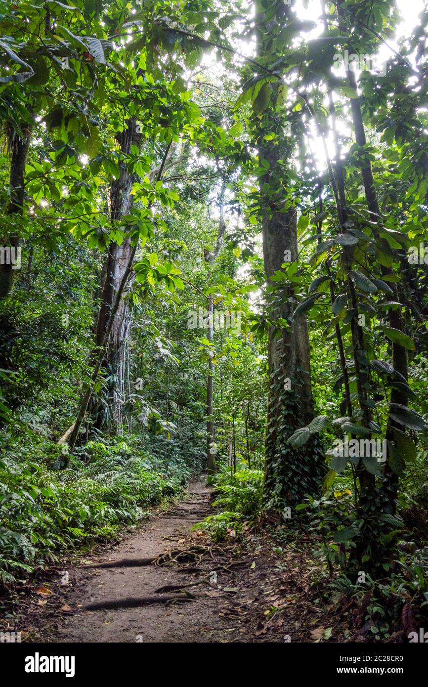 Caribbean Sea - Rainforest on Guadeloupe Stock Photo - Alamy