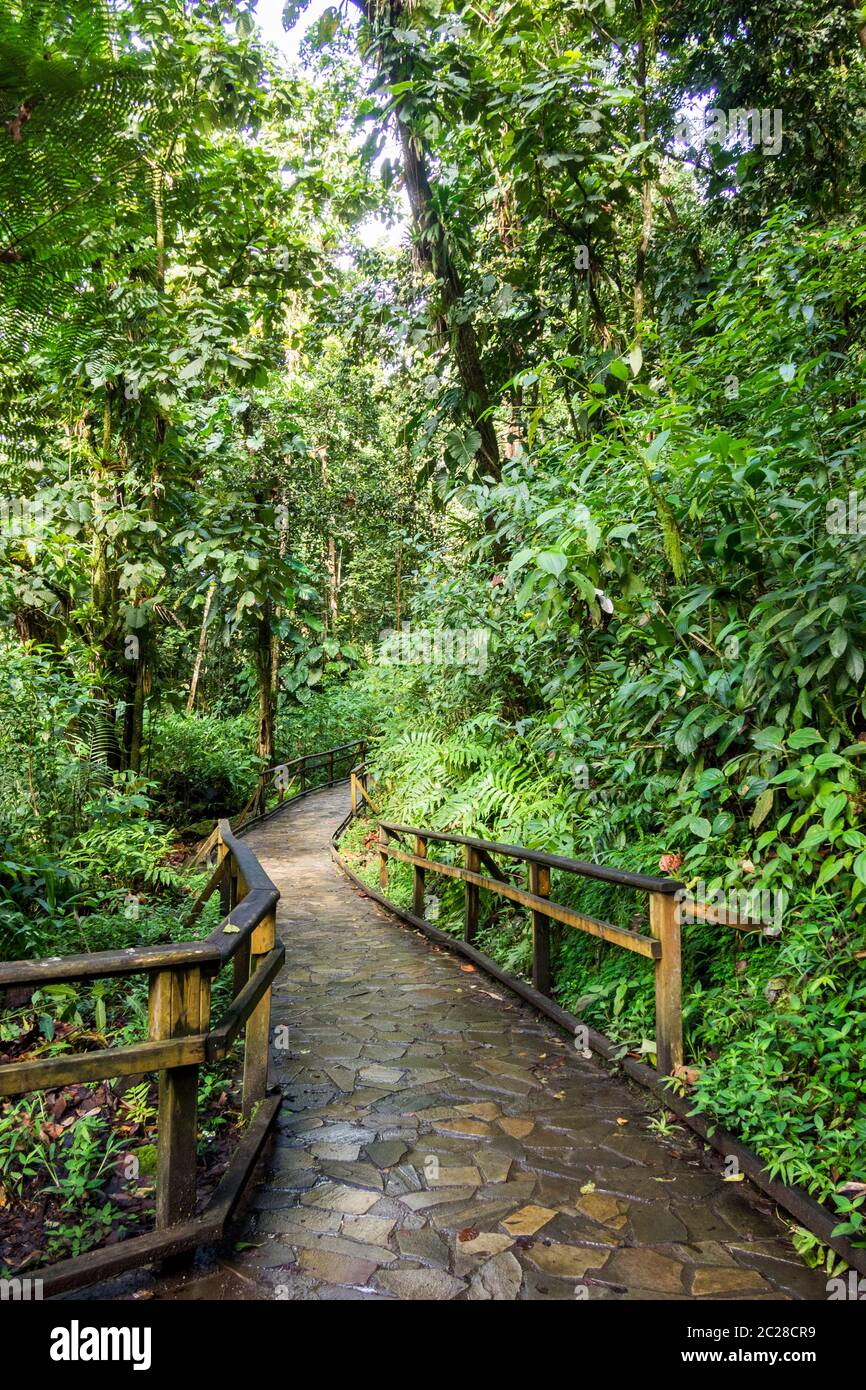 Caribbean Sea - Rainforest on Guadeloupe Stock Photo - Alamy