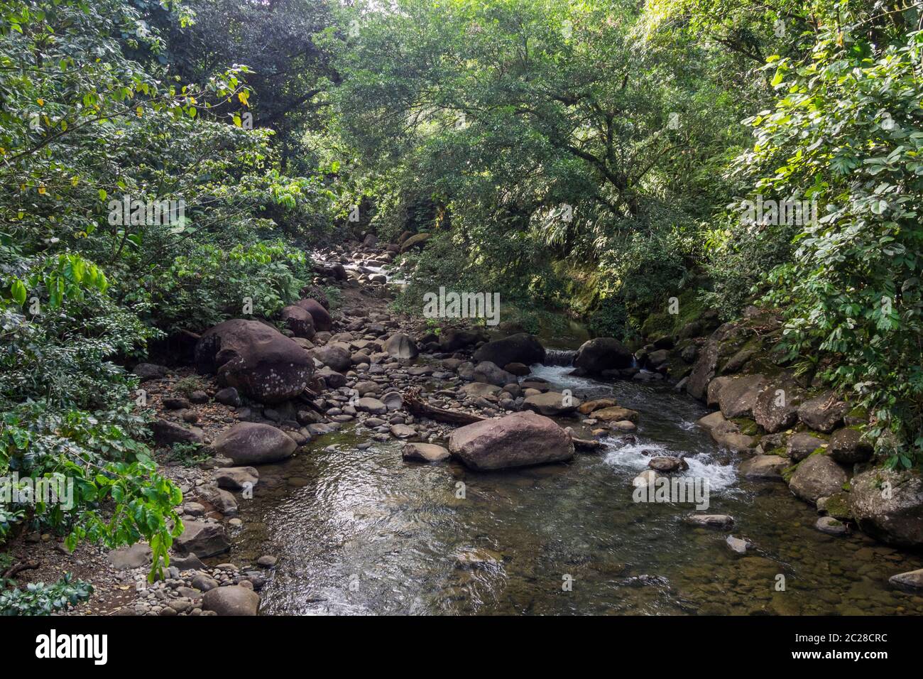 Caribbean Sea - Rainforest on Guadeloupe Stock Photo - Alamy