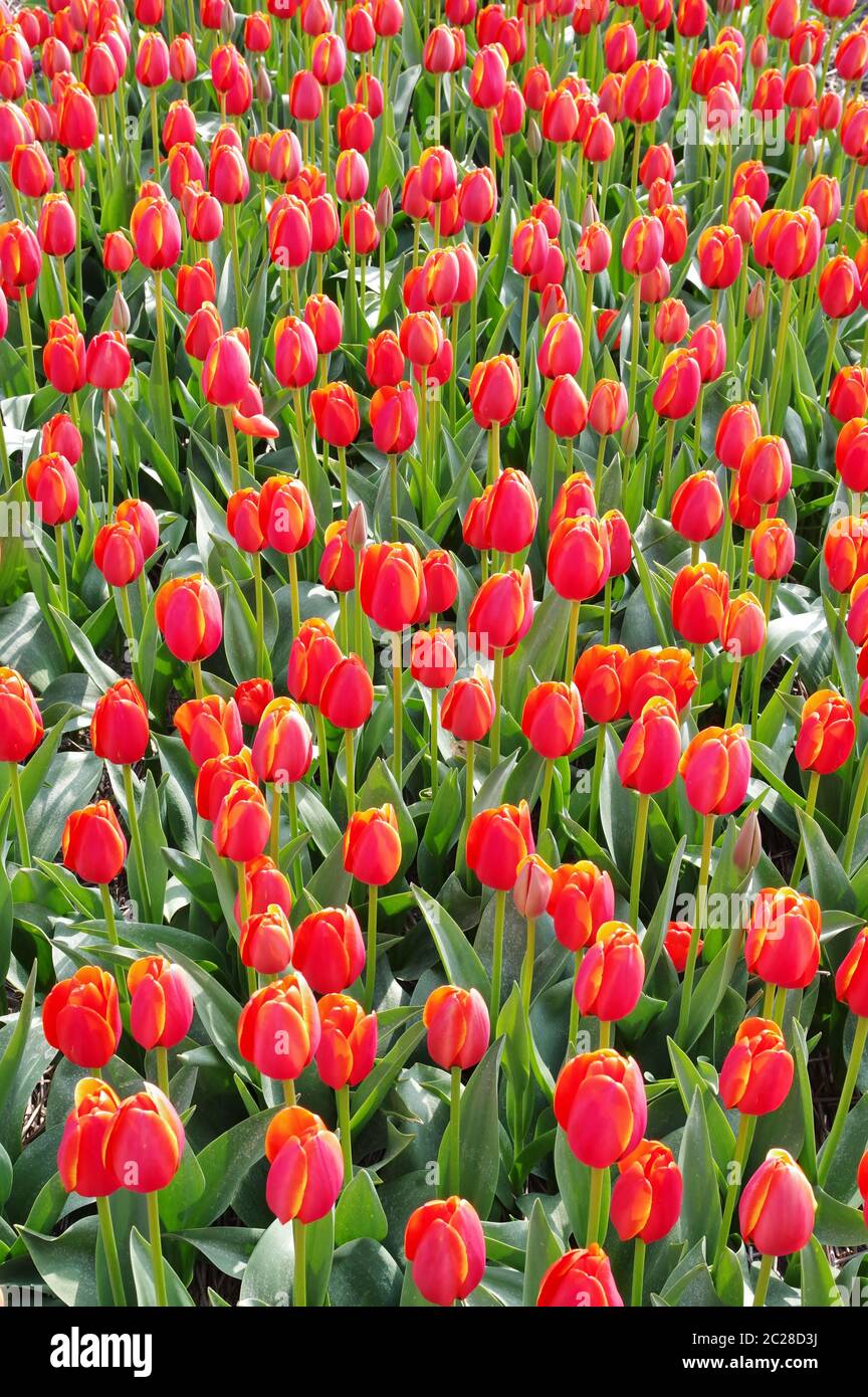 Tulip fields near Julianadorp, district Den Helder, Province North ...