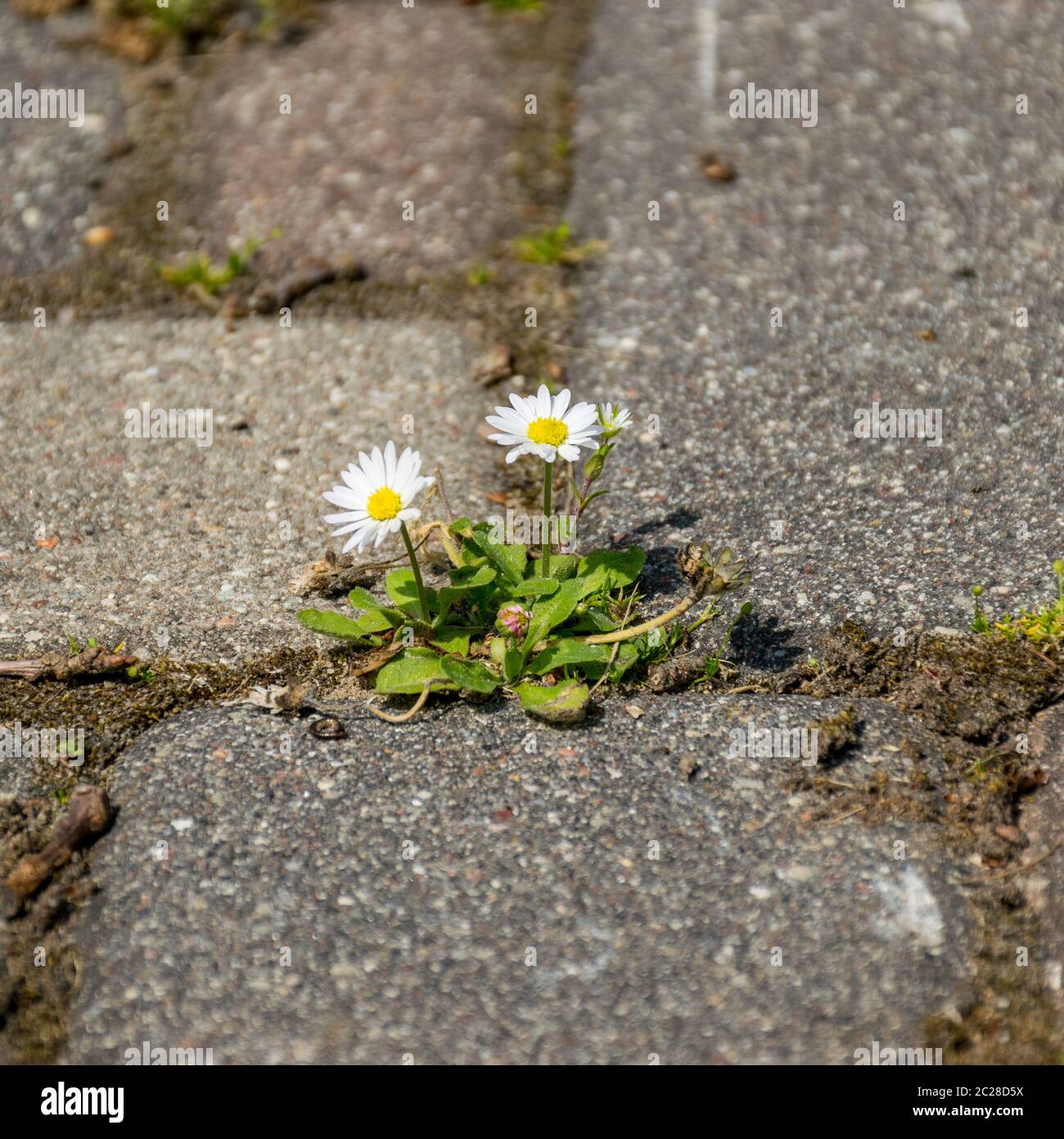 a photo of a small flower breaking out of the pavement Stock Photo - Alamy