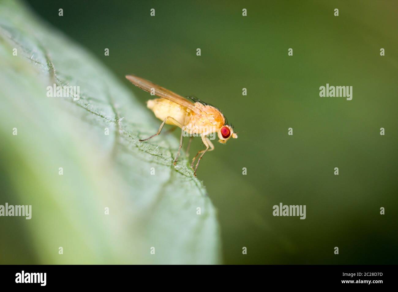 this is a fly on a plant Stock Photo - Alamy