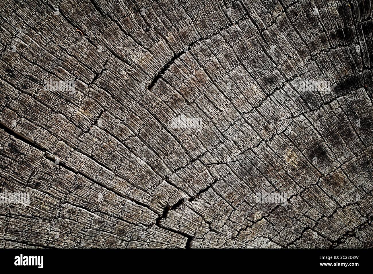 Wood texture of a tree stump with annual rings and grain Stock Photo ...