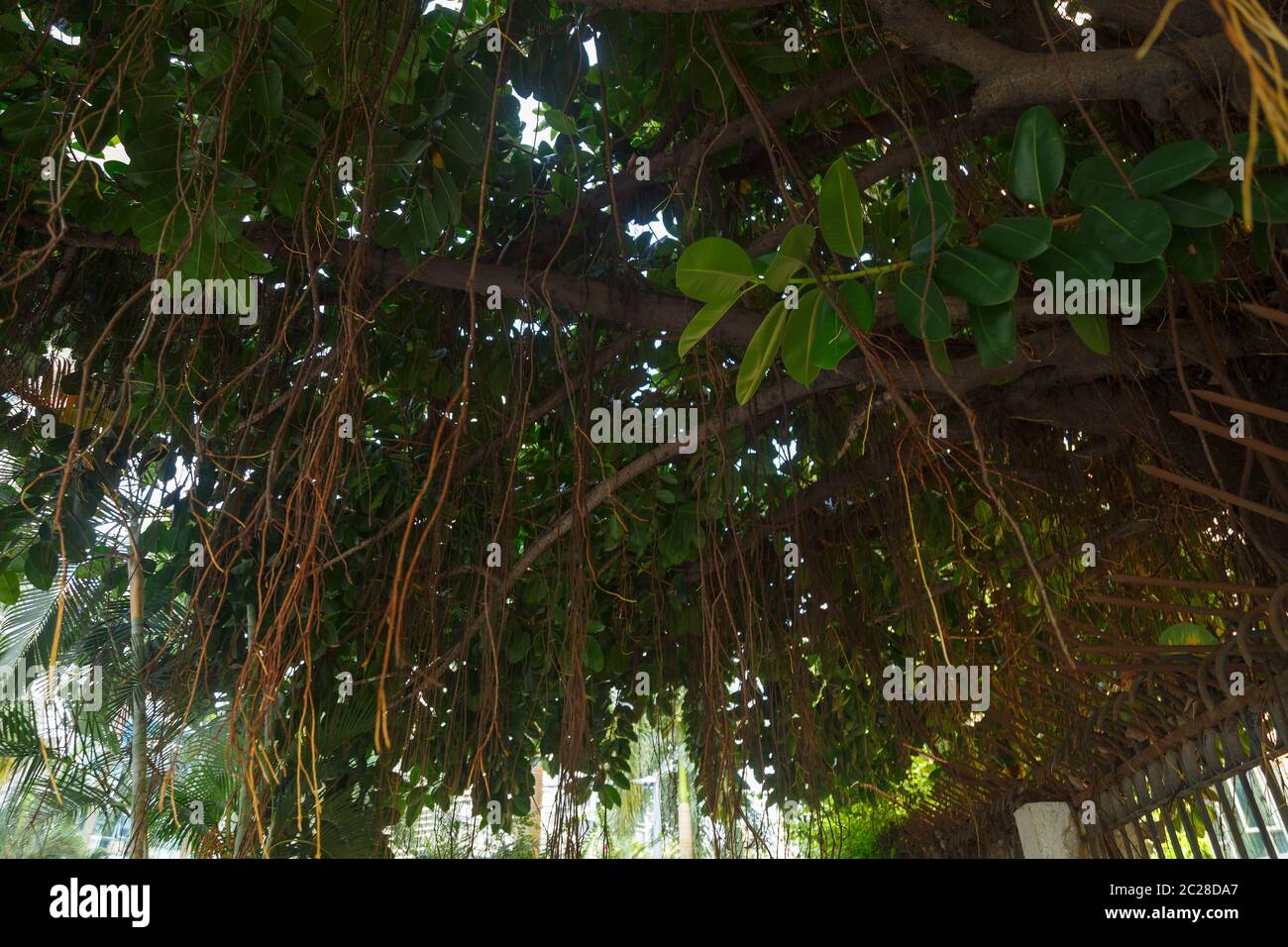 Baka tree hi-res stock photography and images - Alamy