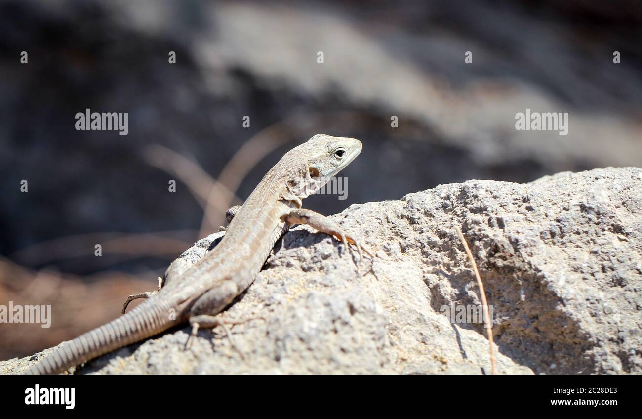 detail of a lizard in the sun on a stone Stock Photo - Alamy