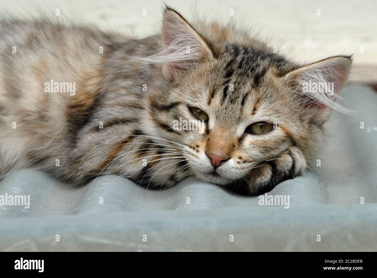 Lying cat hi-res stock photography and images - Alamy