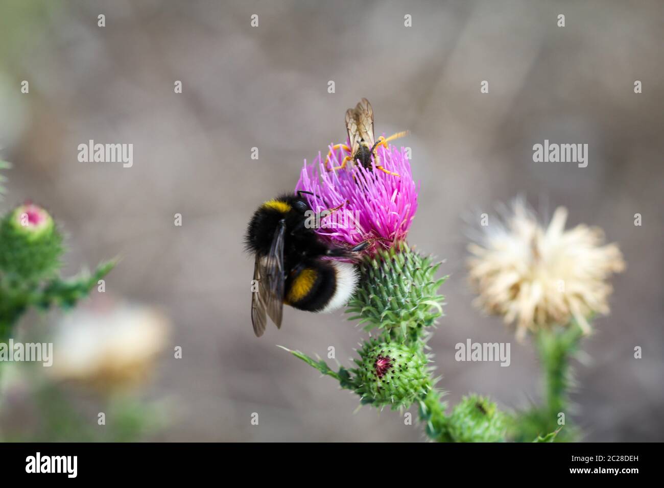 A close up of a bee, insect Stock Photo - Alamy