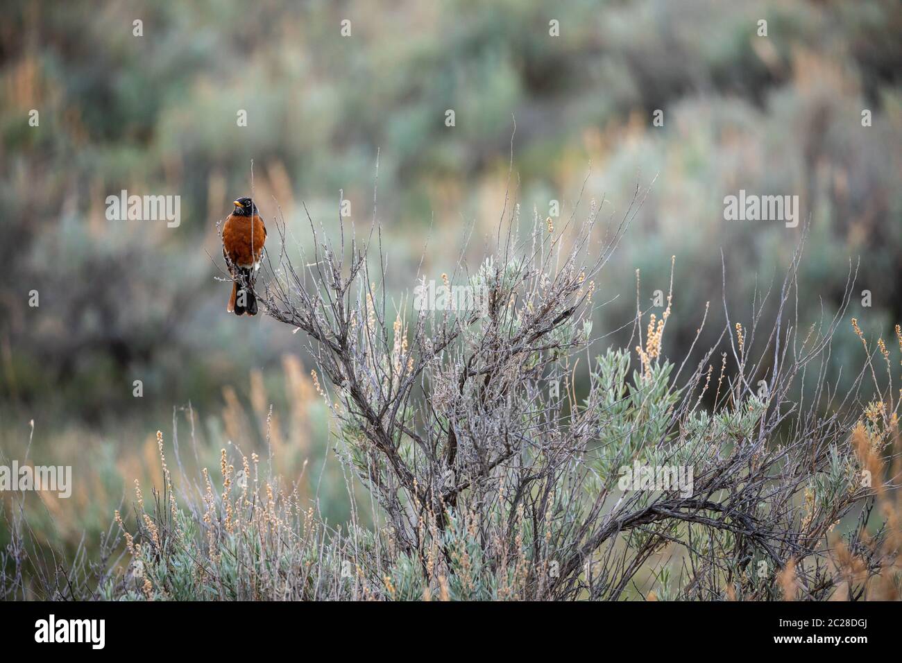 American robin spring singing hi-res stock photography and images - Alamy