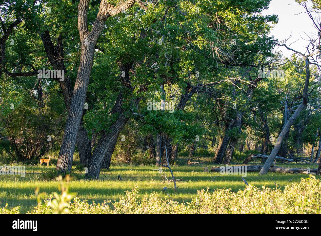 Cotton woods hi-res stock photography and images - Alamy