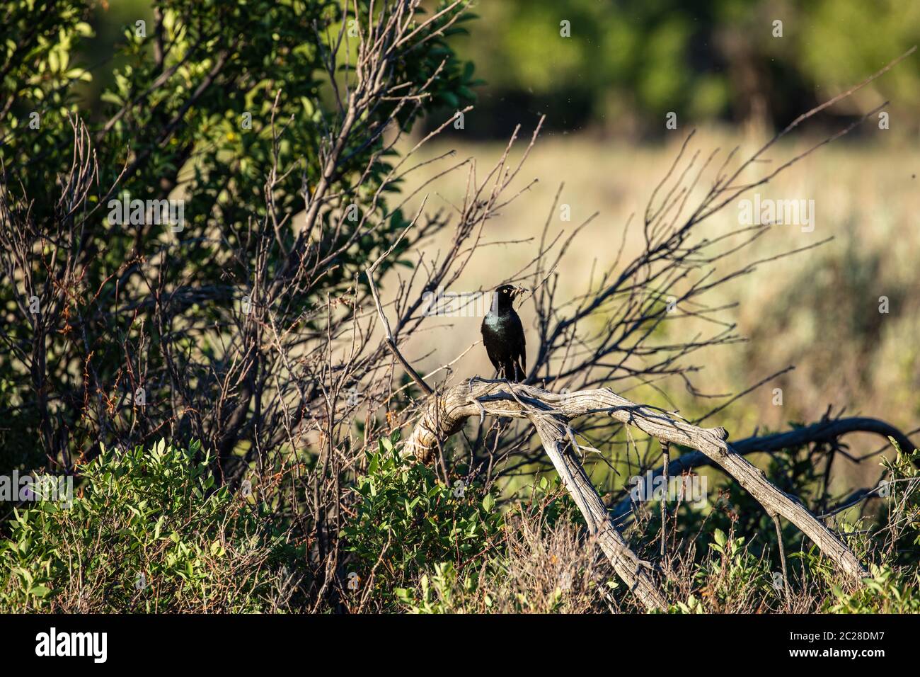 Feathers wild hi-res stock photography and images - Alamy