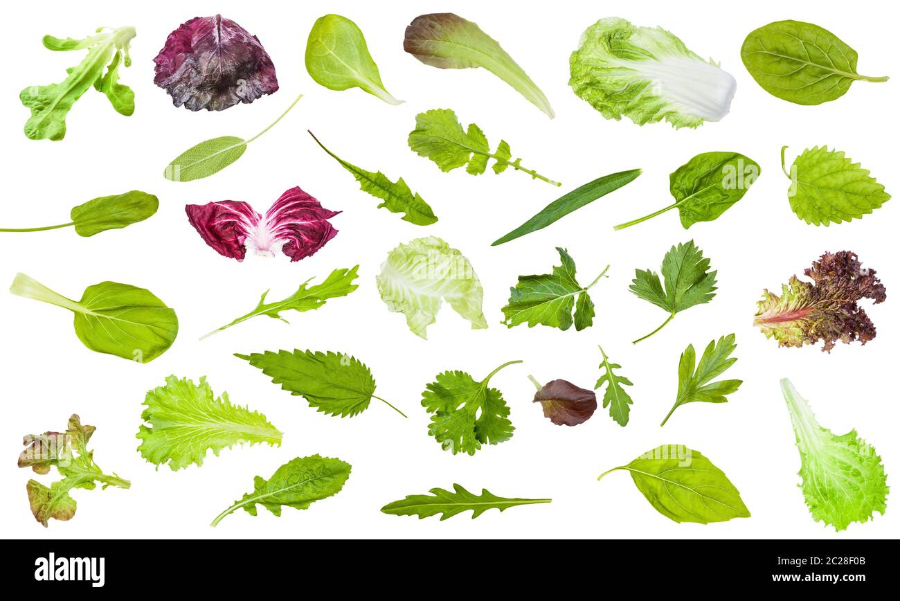 various fresh leaves of edible greens isolated on white background ...