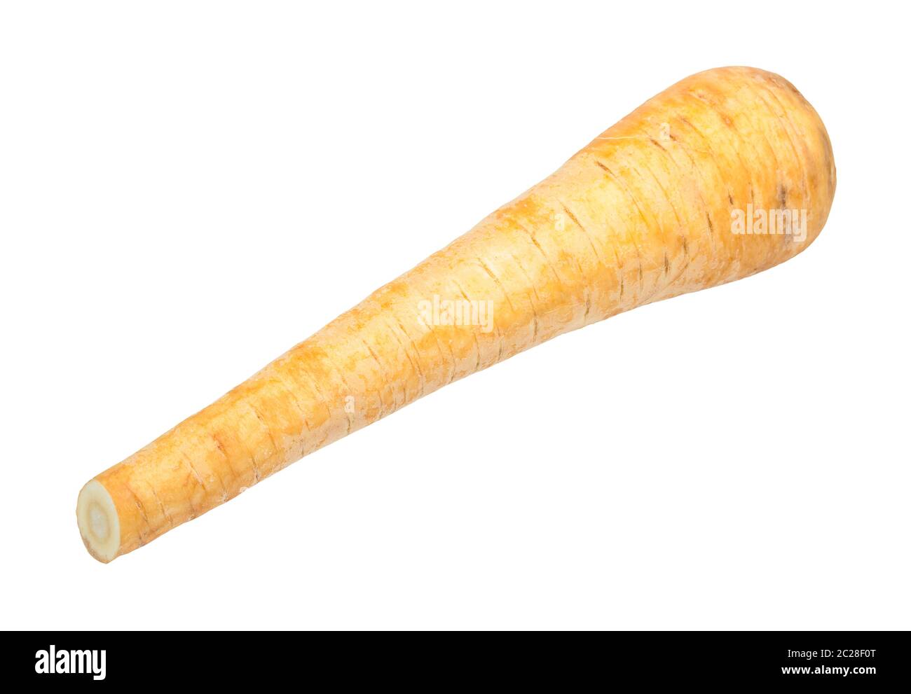 ripe root of Parsnip (pastinaca sativa) plant isolated on white ...