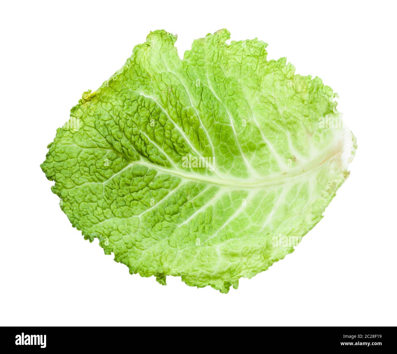 back side of green leaf of savoy cabbage isolated on white background ...
