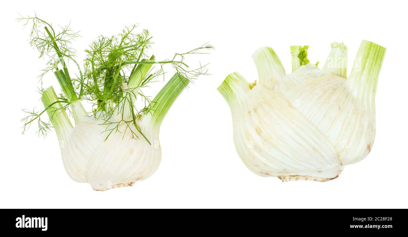 two ripe Florence fennel stalks (finocchio) isolated on white ...