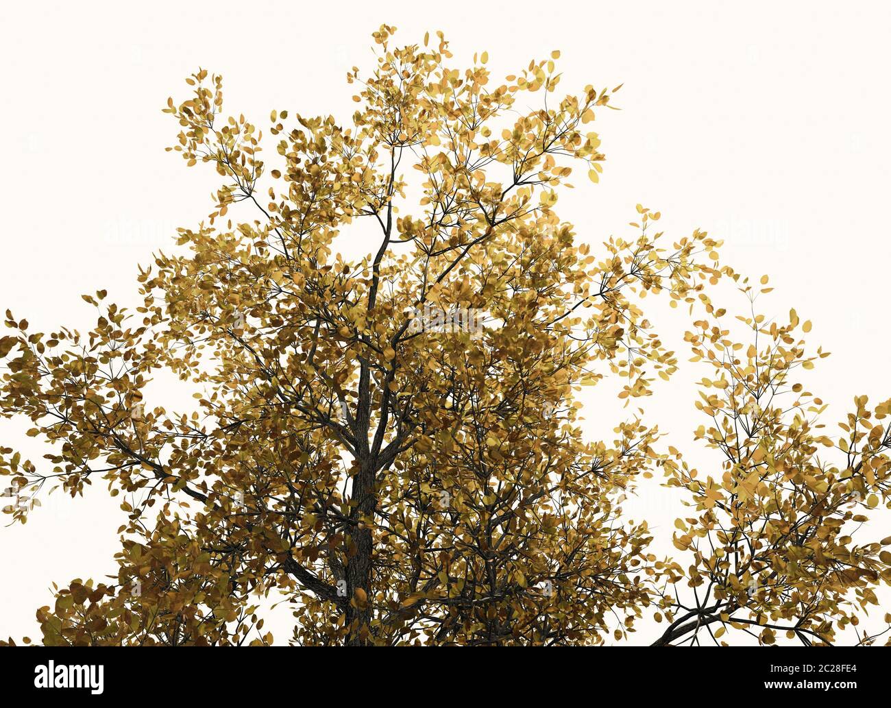 Autumn tree treetop from the far with white background Stock Photo - Alamy