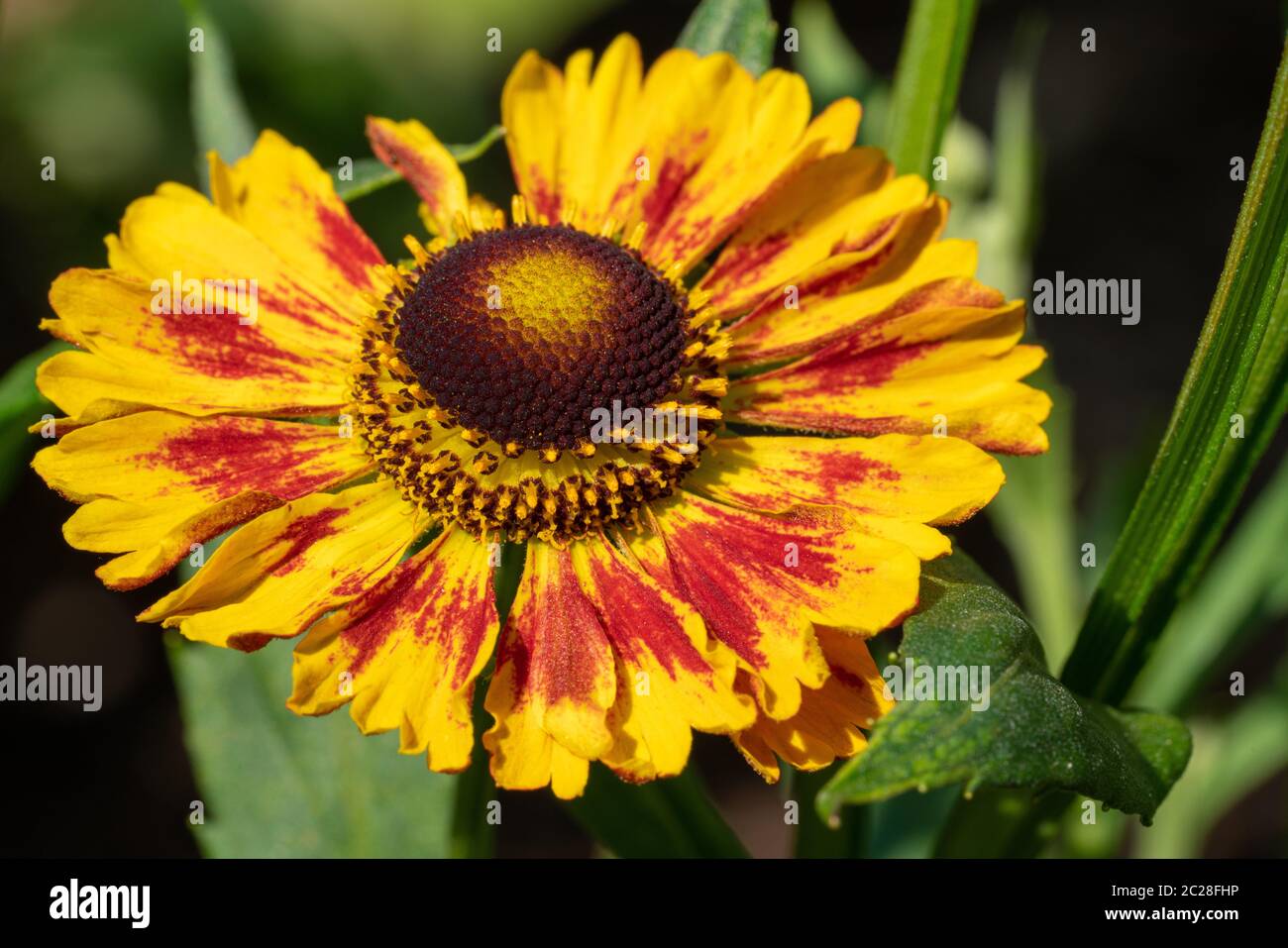 Helens Flower (Helenium), flowers of summertime Stock Photo - Alamy