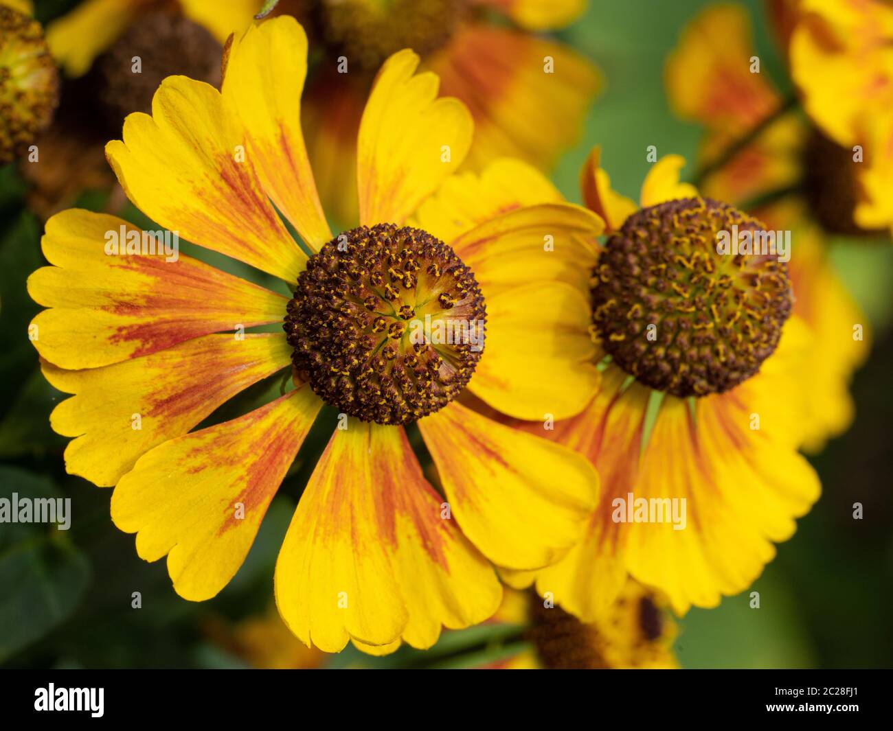 Helens Flower (Helenium), flowers of summertime Stock Photo - Alamy