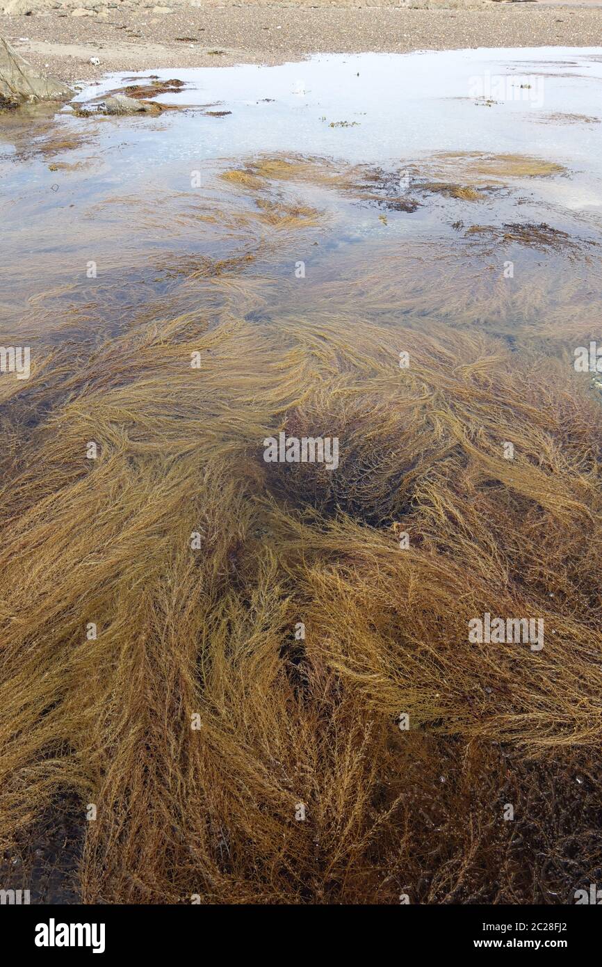 Wire Weed High Resolution Stock Photography and Images - Alamy