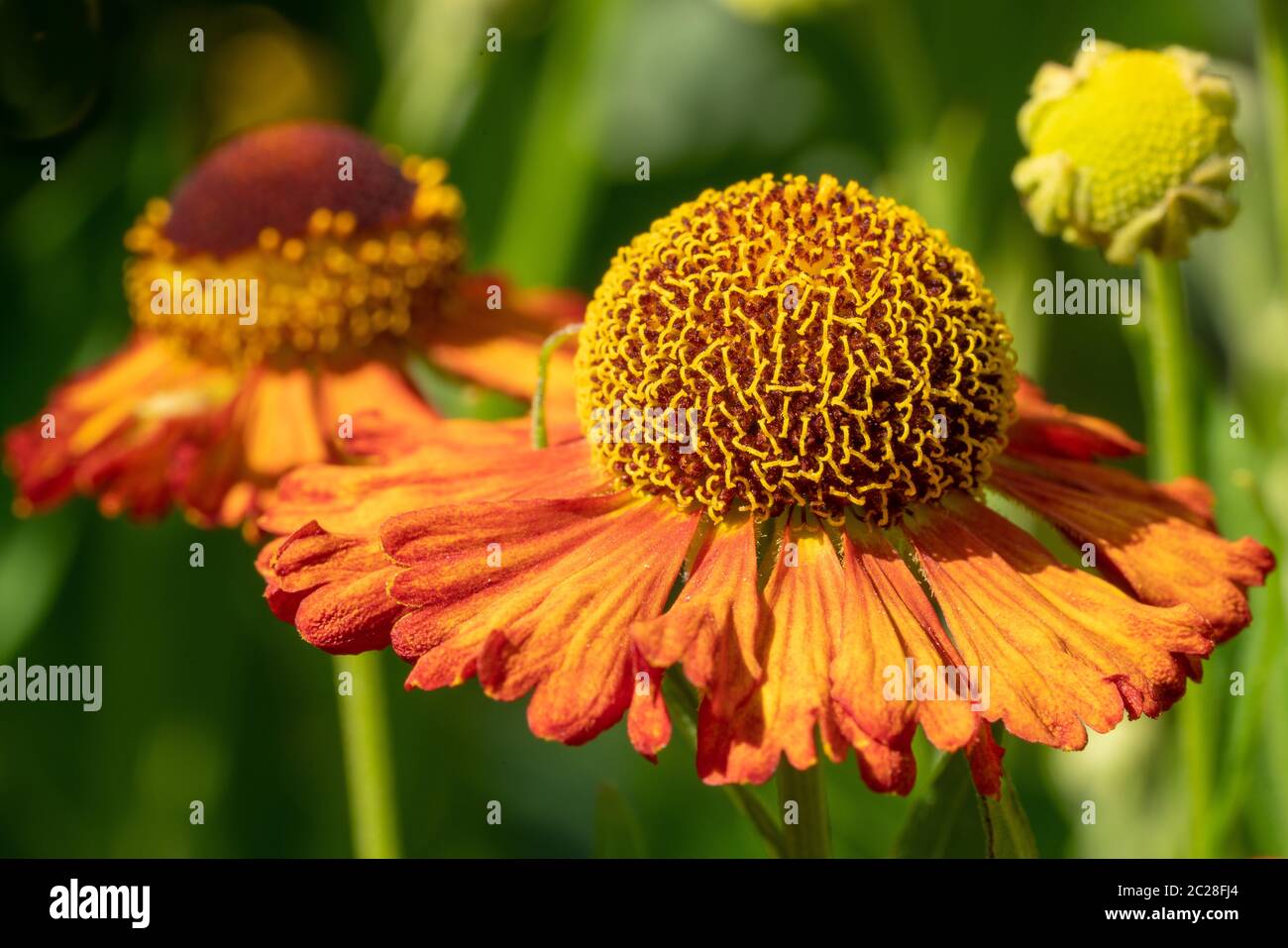 Helens Flower (Helenium), flowers of summertime Stock Photo - Alamy