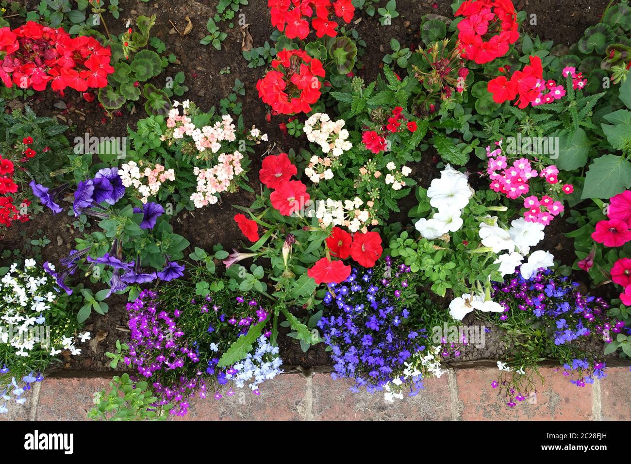 Top view of a flower bed full of colourful perennials Stock Photo - Alamy
