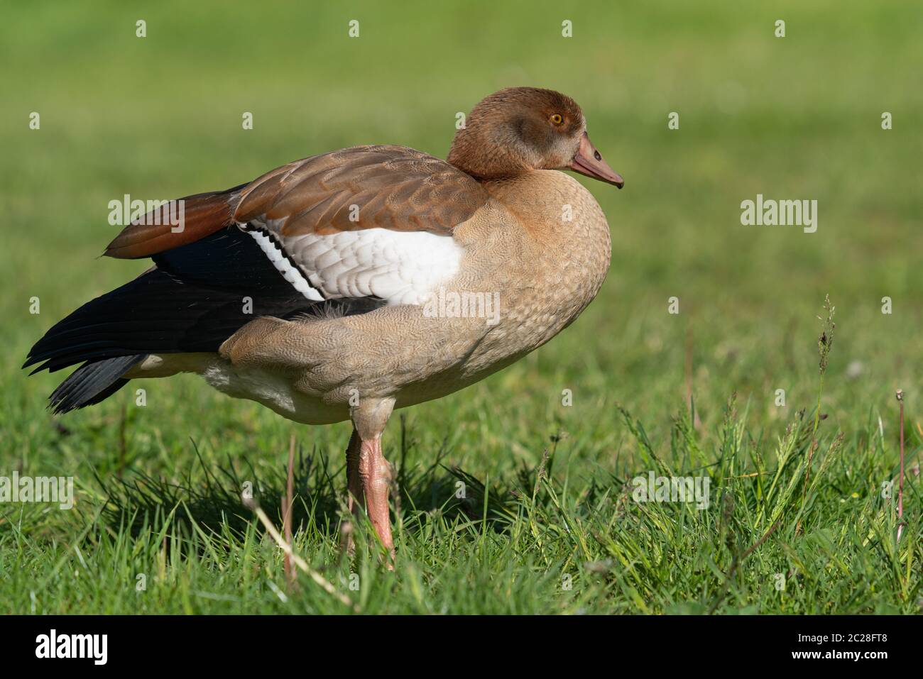 Nile Goose (Alopochen aegyptiaca), image was taken on the Moselle river ...