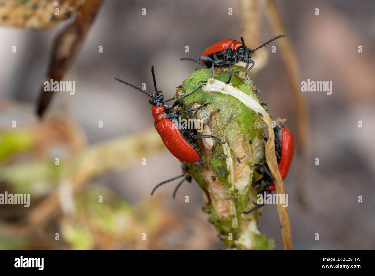 Lily leaf beetle (Lilioceris lilii), vermin in the gardens Stock Photo ...
