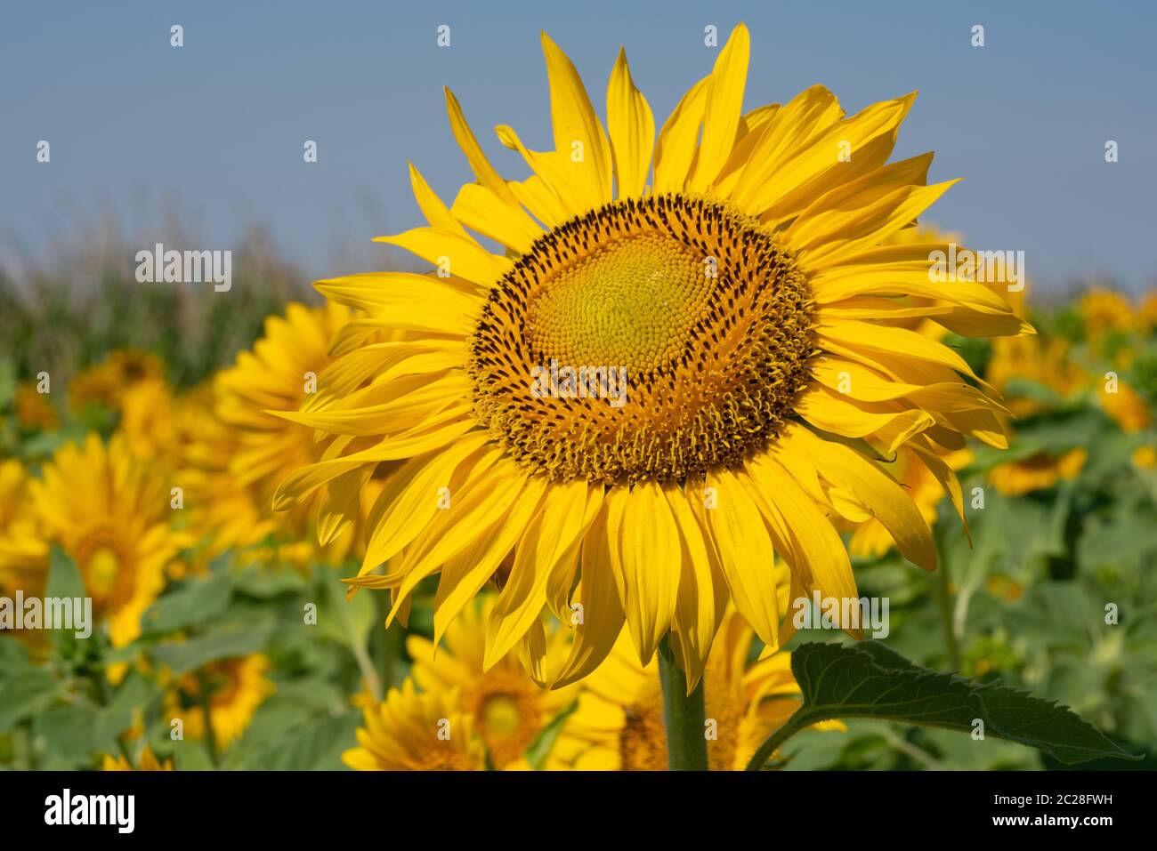 Sunflower (Helianthus annuus), close up of the flower head Stock Photo ...