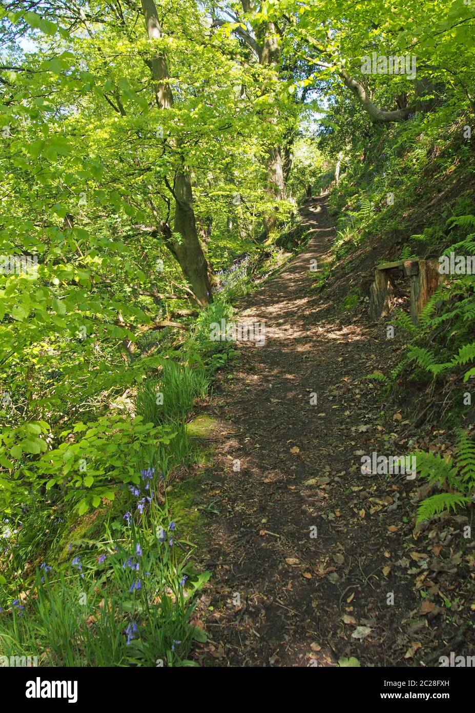 Narrow pathway along trees empty hi-res stock photography and images ...
