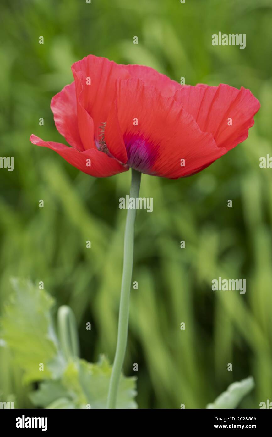 Garden poppy (Papaver Stock Photo - Alamy