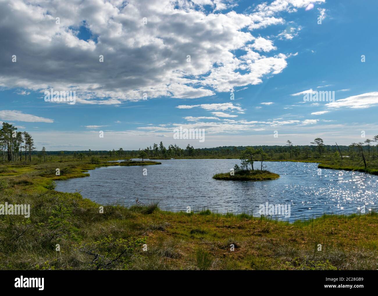 beautiful summer bog landscape with lake, moss, bog pines and birches ...