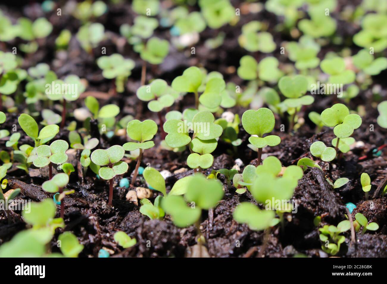 Mixed sprouts salad in container hi-res stock photography and images ...