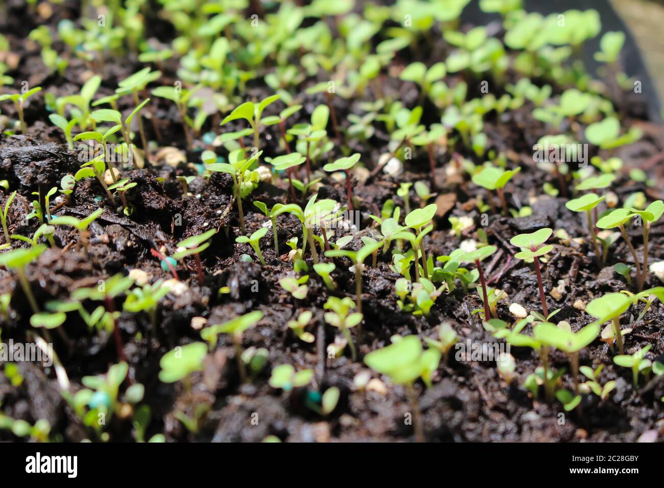 Mixed greens lettuce sprouting out of the ground in the spring Stock ...