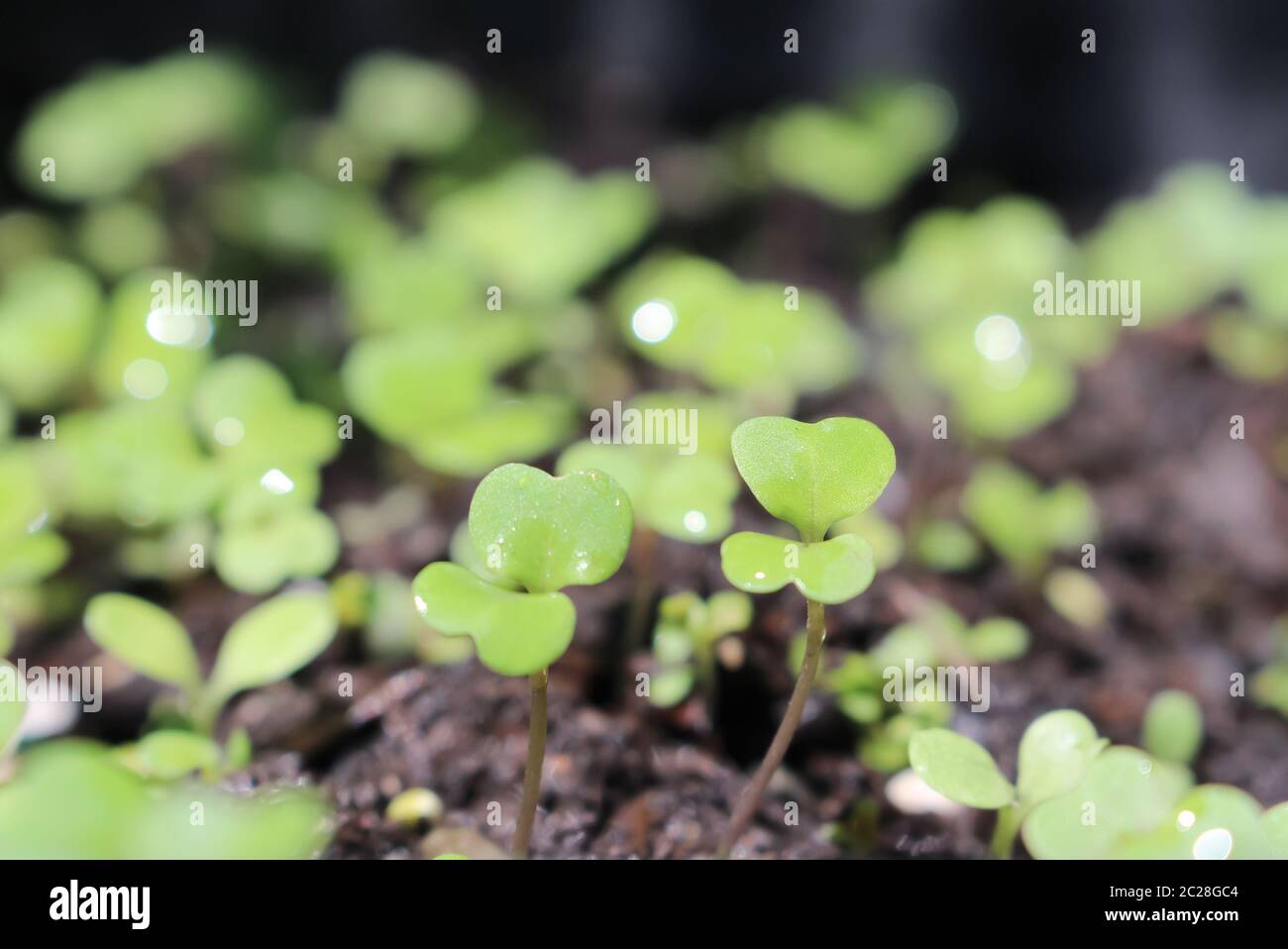 Mixed greens lettuce sprouting out of the ground in the spring Stock ...