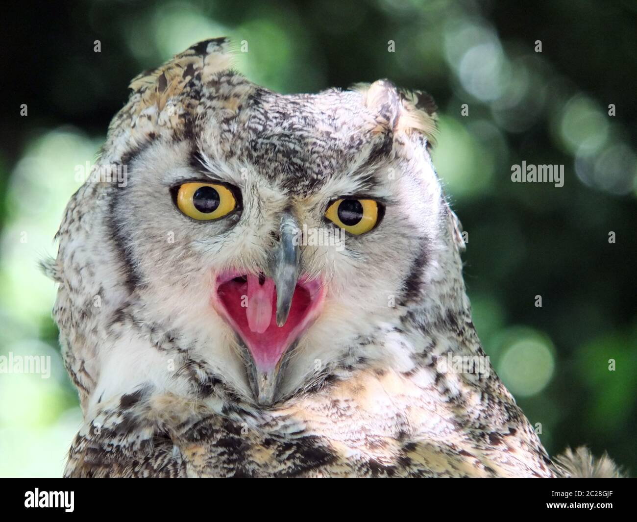 Owl with beak open hi-res stock photography and images - Alamy