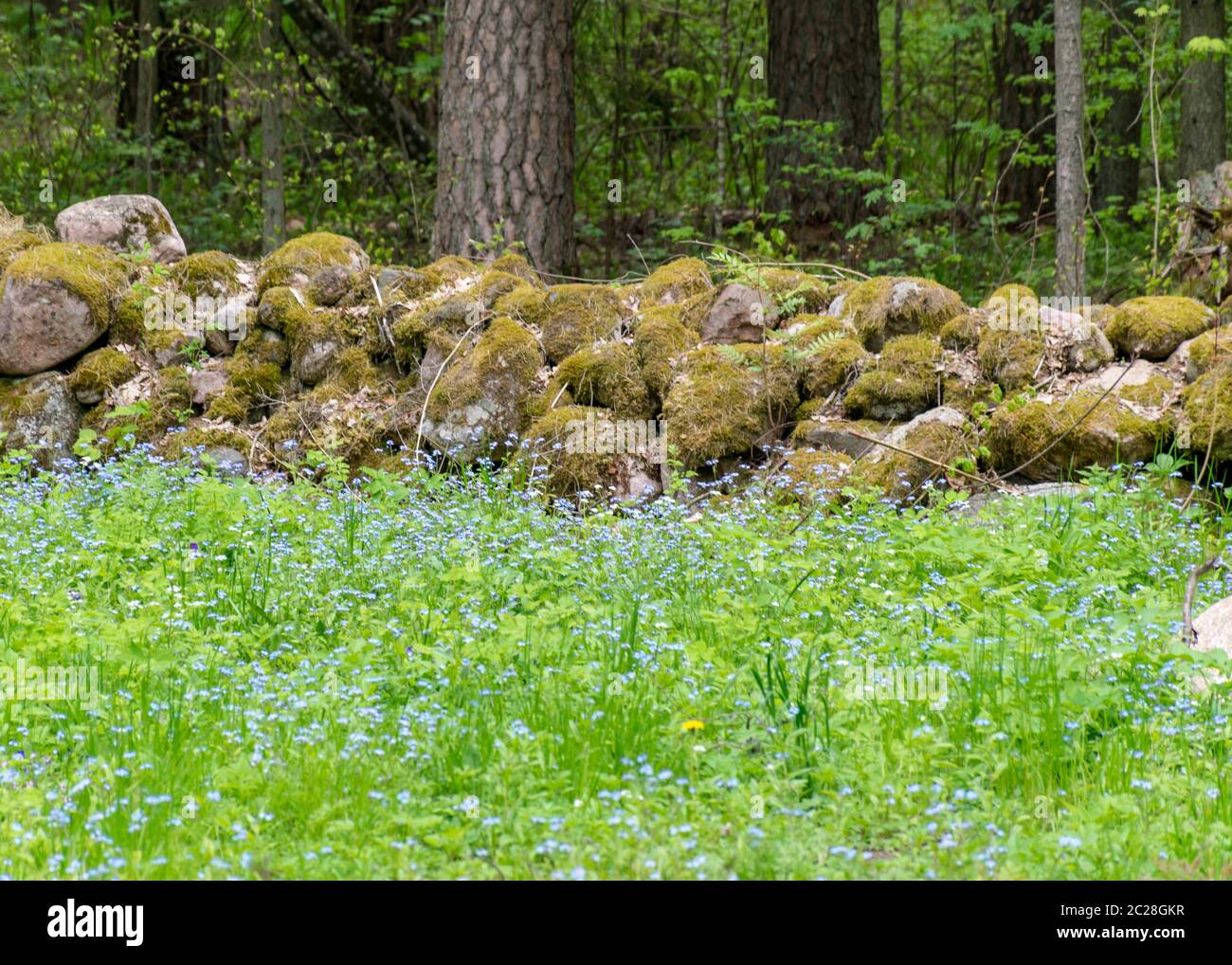 landscape with piles of old stone blocks and beautiful spring flowers ...