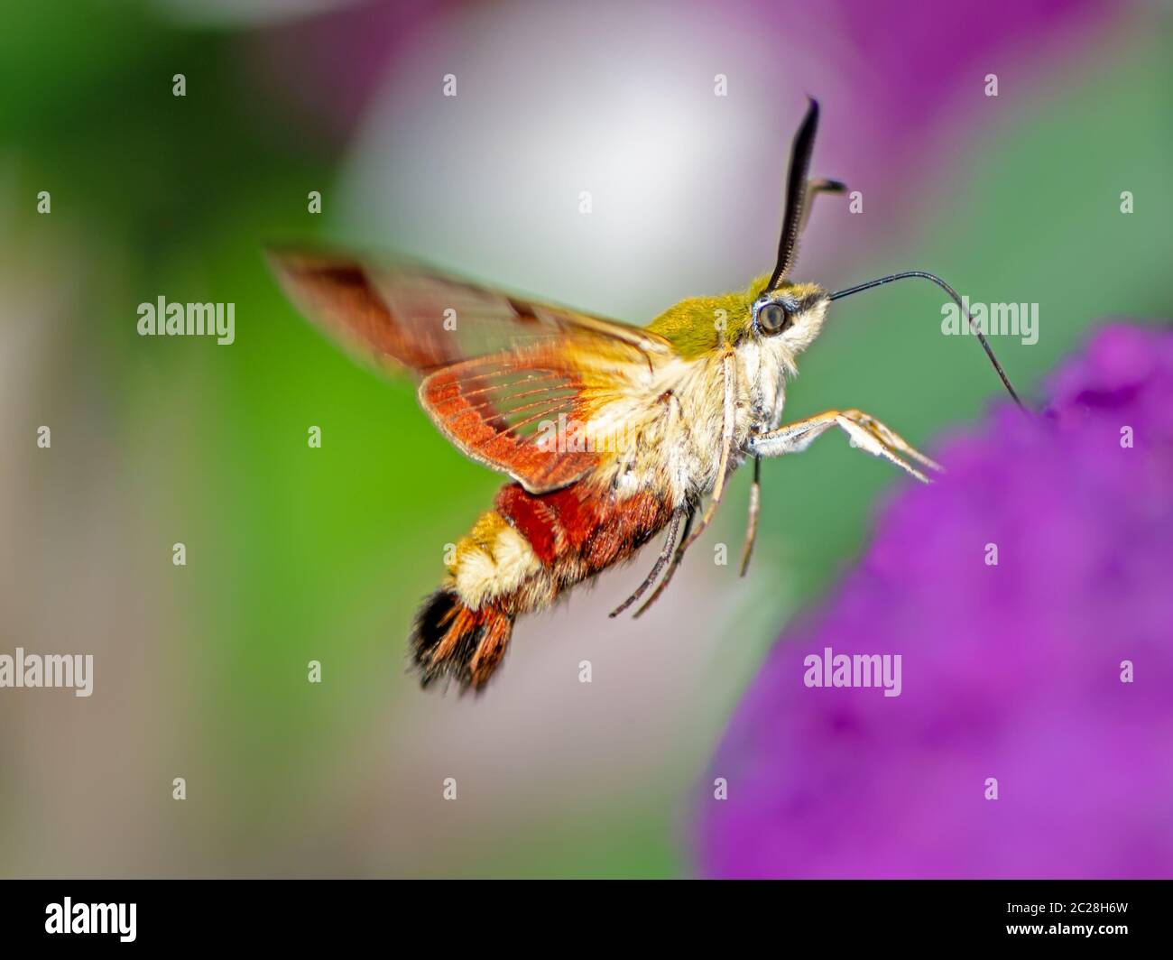 Hummingbird hawk-moth flying to a purple flower Stock Photo - Alamy