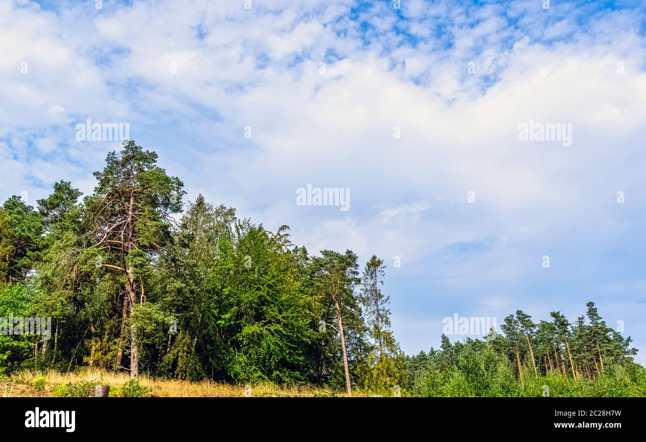 Polish wild forest - Slowinski National Park, Poland Stock Photo - Alamy