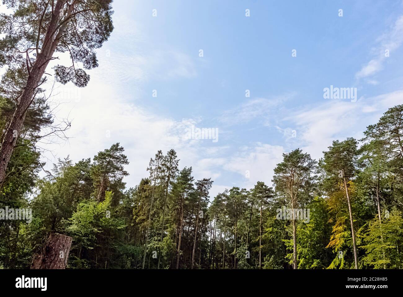 Polish wild forest - Slowinski National Park, Poland Stock Photo - Alamy