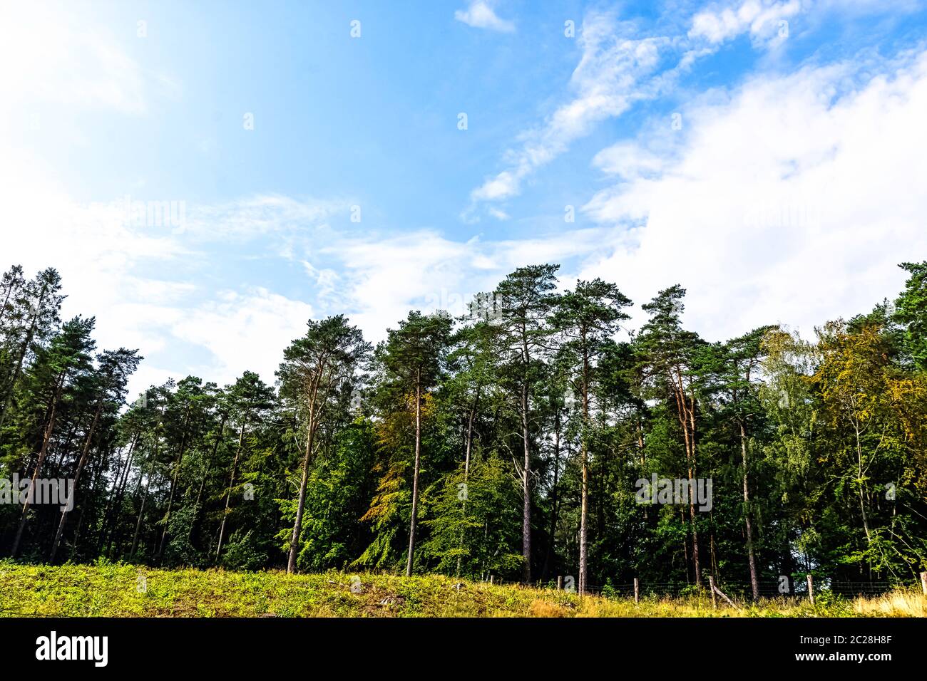 Polish wild forest - Slowinski National Park, Poland Stock Photo - Alamy