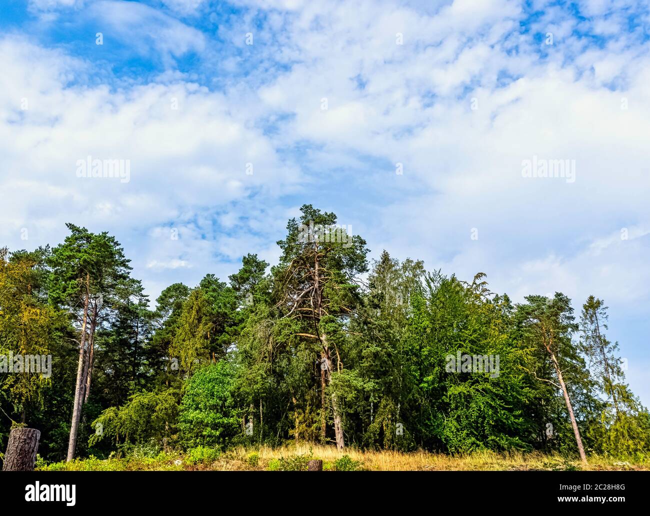 Polish wild forest - Slowinski National Park, Poland Stock Photo - Alamy