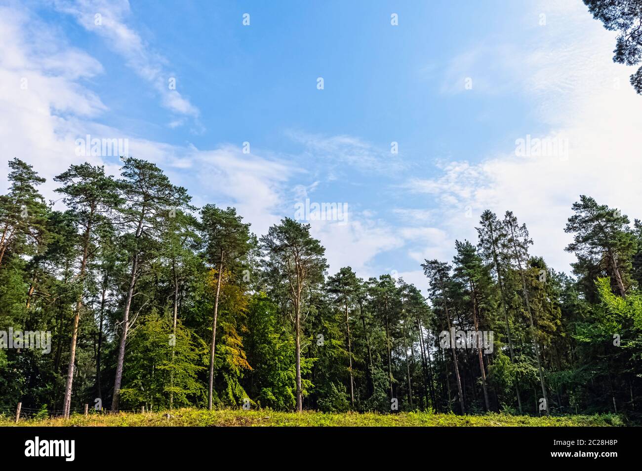 Polish wild forest - Slowinski National Park, Poland Stock Photo - Alamy
