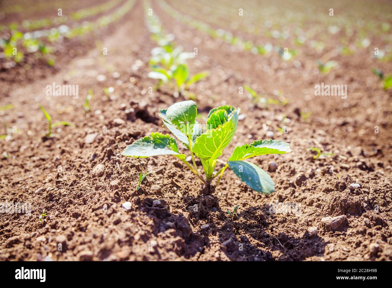 Fresh green plants on an agriculture field Stock Photo - Alamy