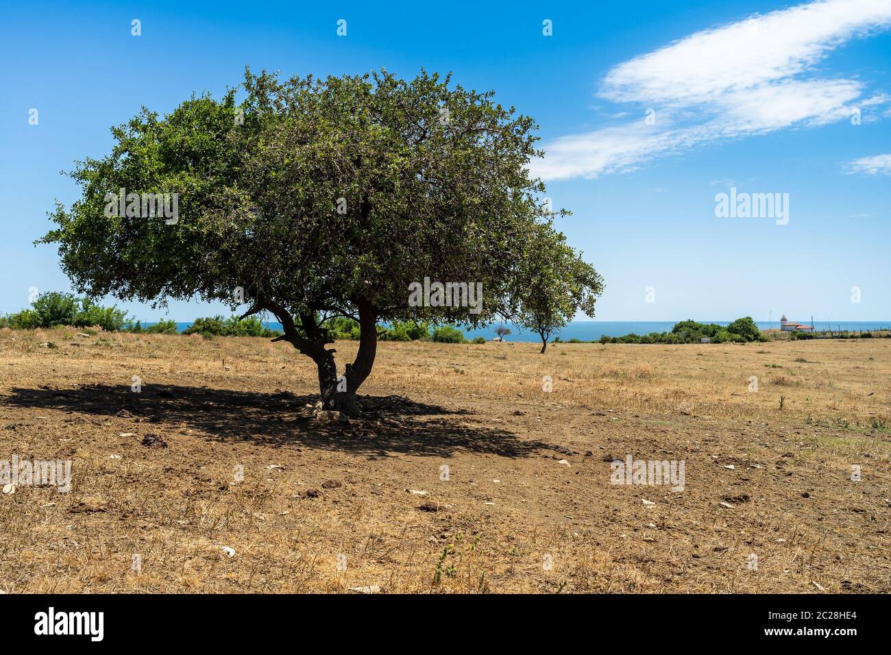 Natural landscape. Lonely tree in the field Stock Photo - Alamy