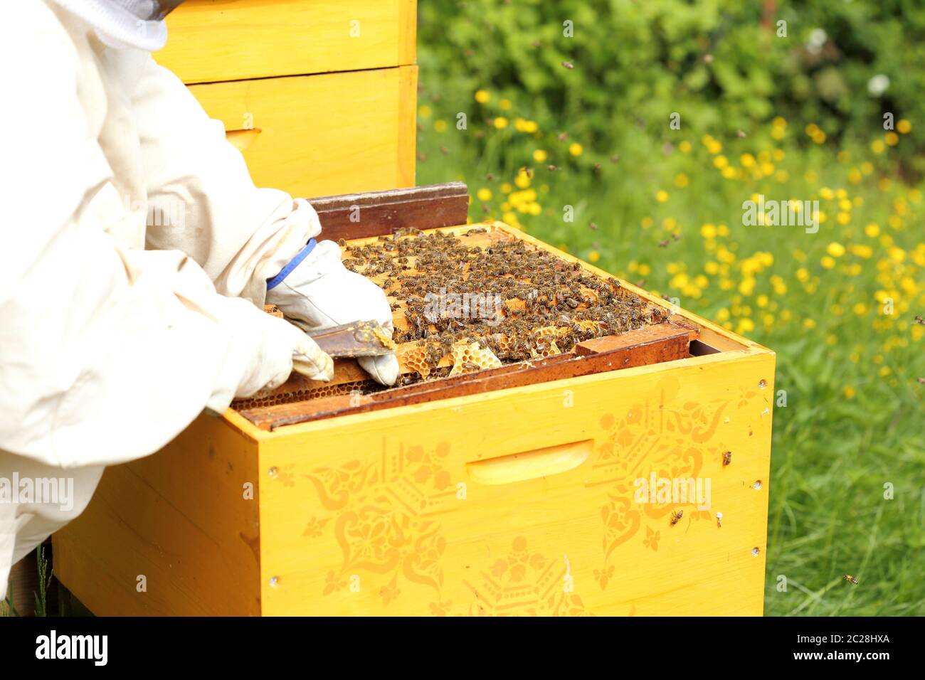 bee keeper is working on an open bee hive in nature Stock Photo - Alamy