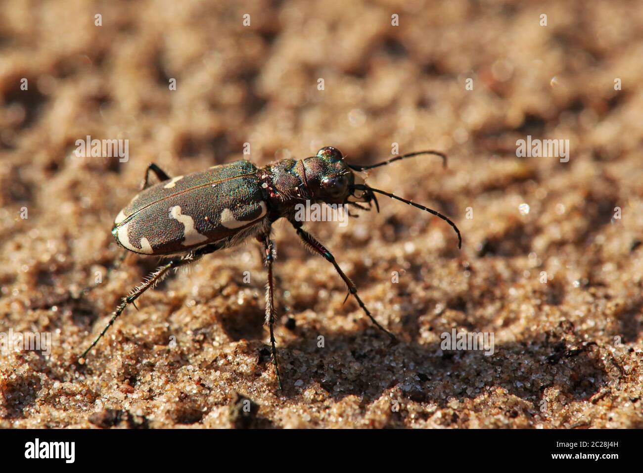 Sand running beetle hi-res stock photography and images - Alamy