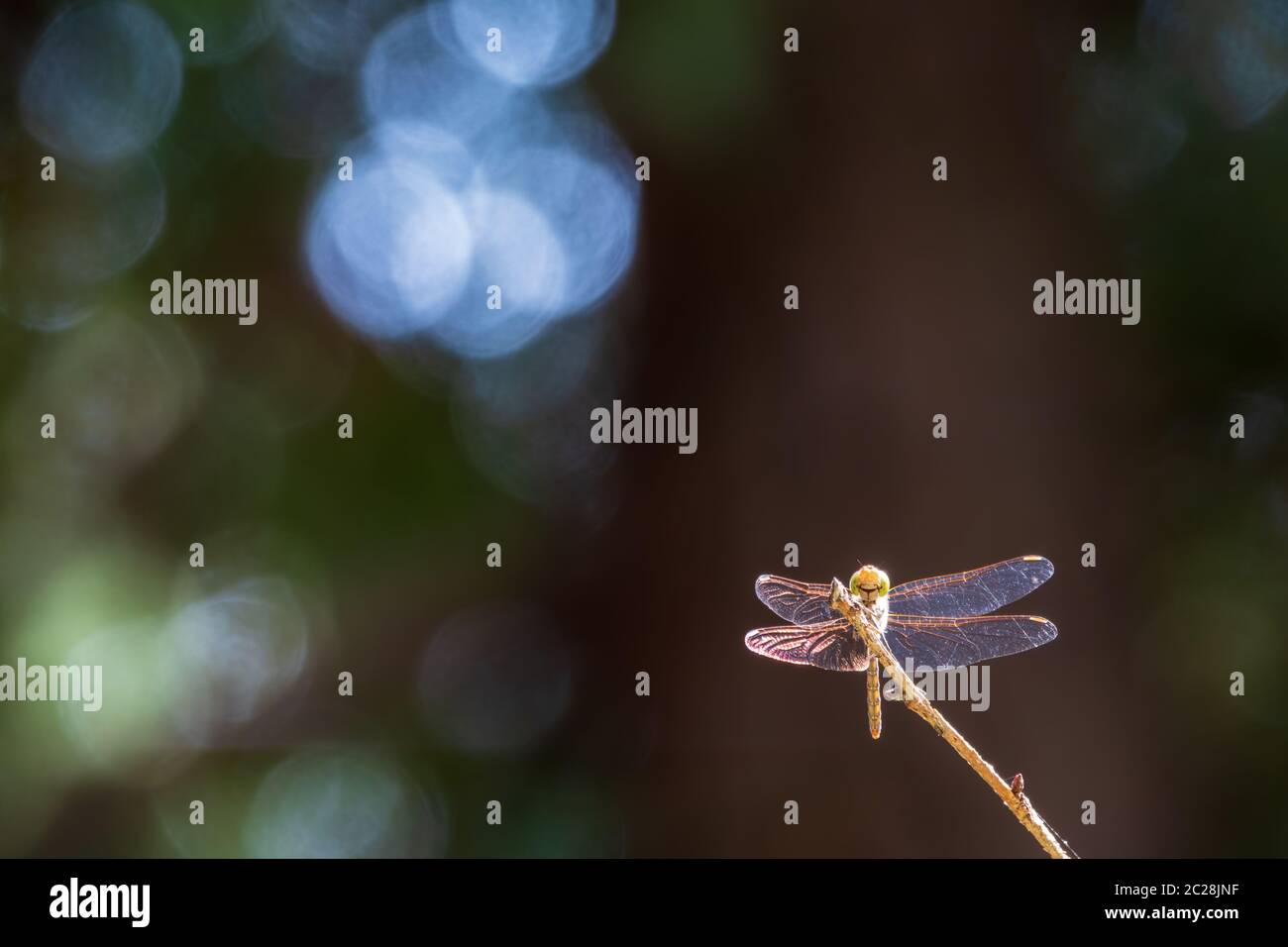 A large dragonfly sits on a branch on a blurry green background. A ...