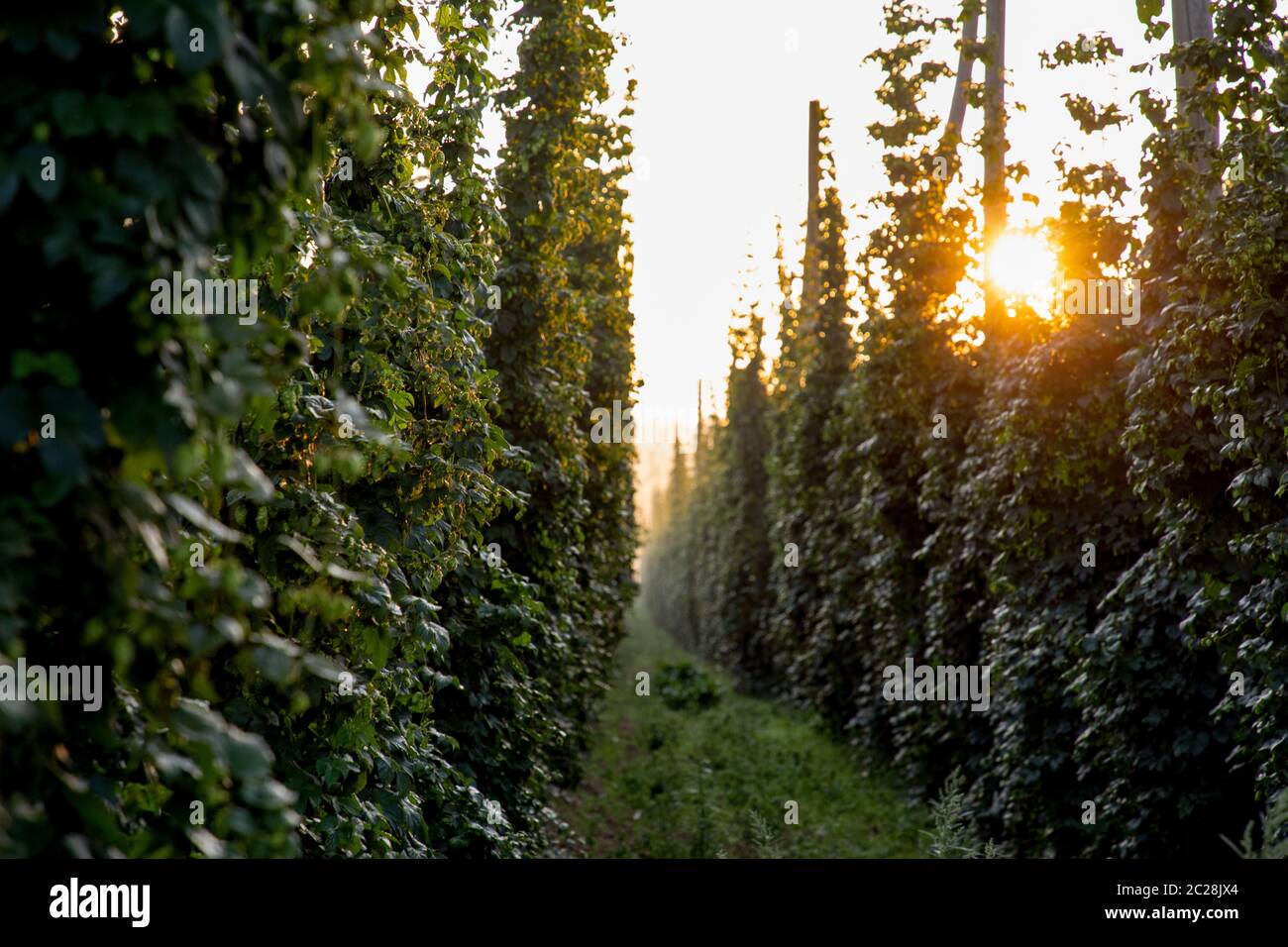Hop plants hi-res stock photography and images - Alamy