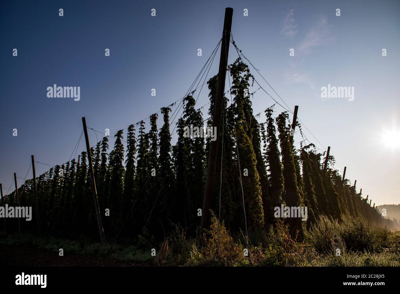 Scaffolding in hop garden as a growth aid for Bavarian hops Stock Photo ...