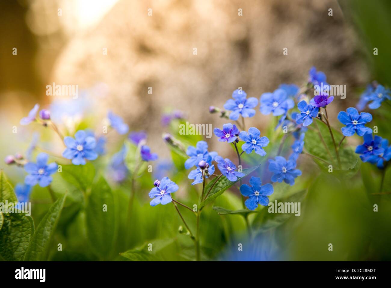 Blue forget me not and colourful wildflowers in spring Stock Photo - Alamy
