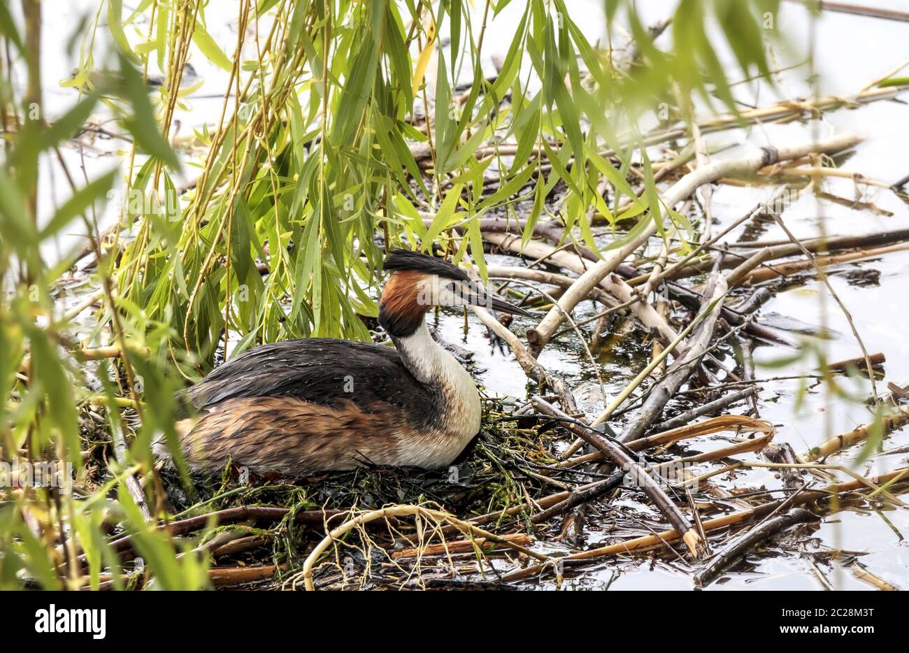 Great Crested Grebe, (Podiceps cristatus) female, brooding in the nest ...